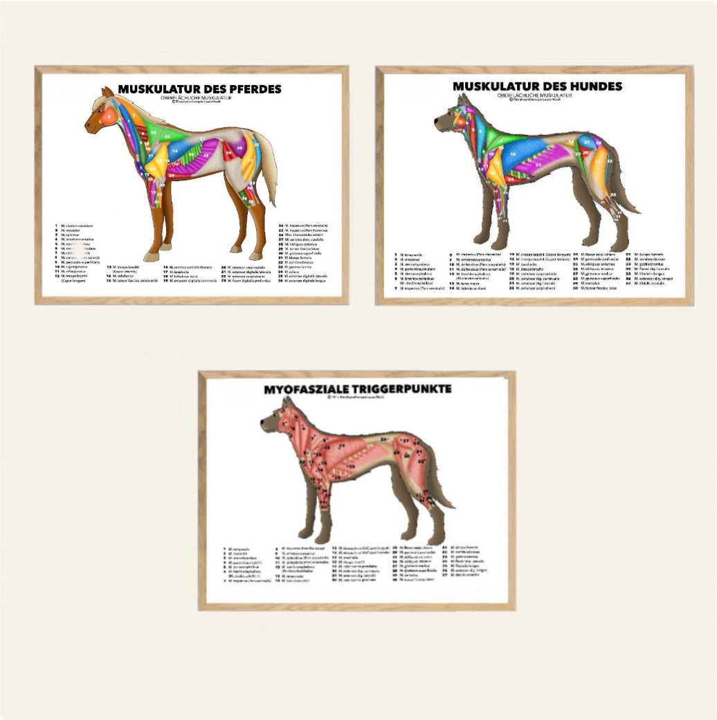 Poster – Tierphysio Laura Hardt
